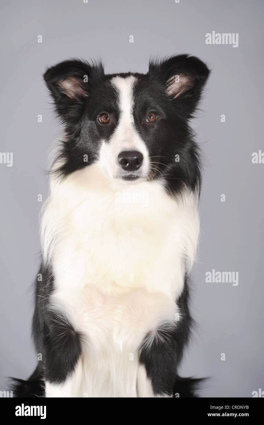 Border Collie Portrait High Resolution Stock Photography and Images - Alamy