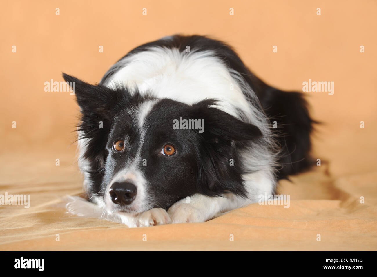 Border Collie lying with its head on its paws Stock Photo - Alamy