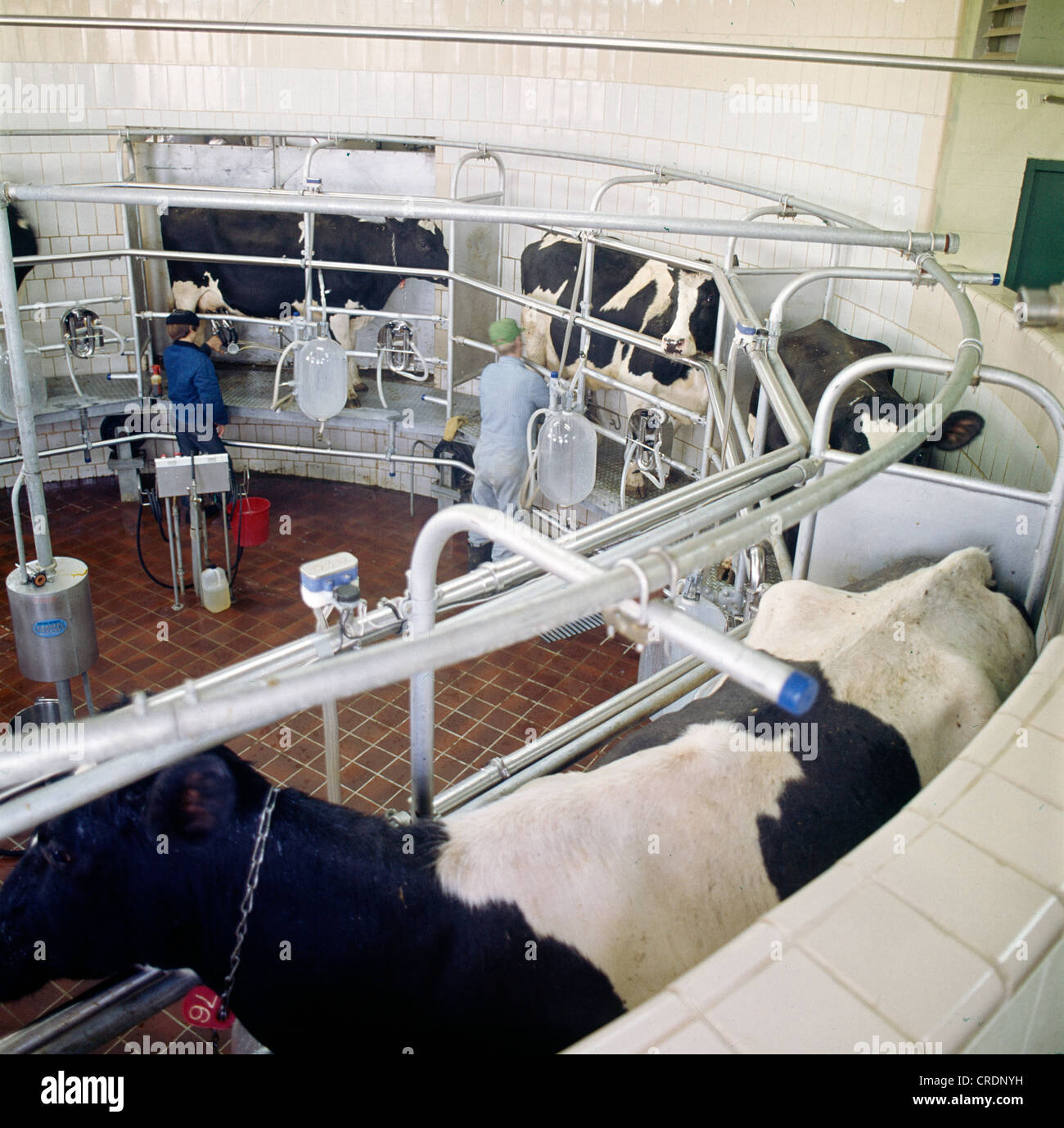 MILKING PARLOR / PENNSYLVANIA Stock Photo - Alamy