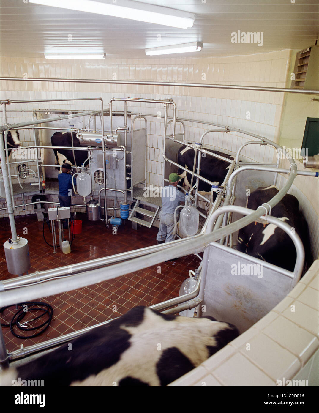 MILKING PARLOR / PENNSYLVANIA Stock Photo - Alamy