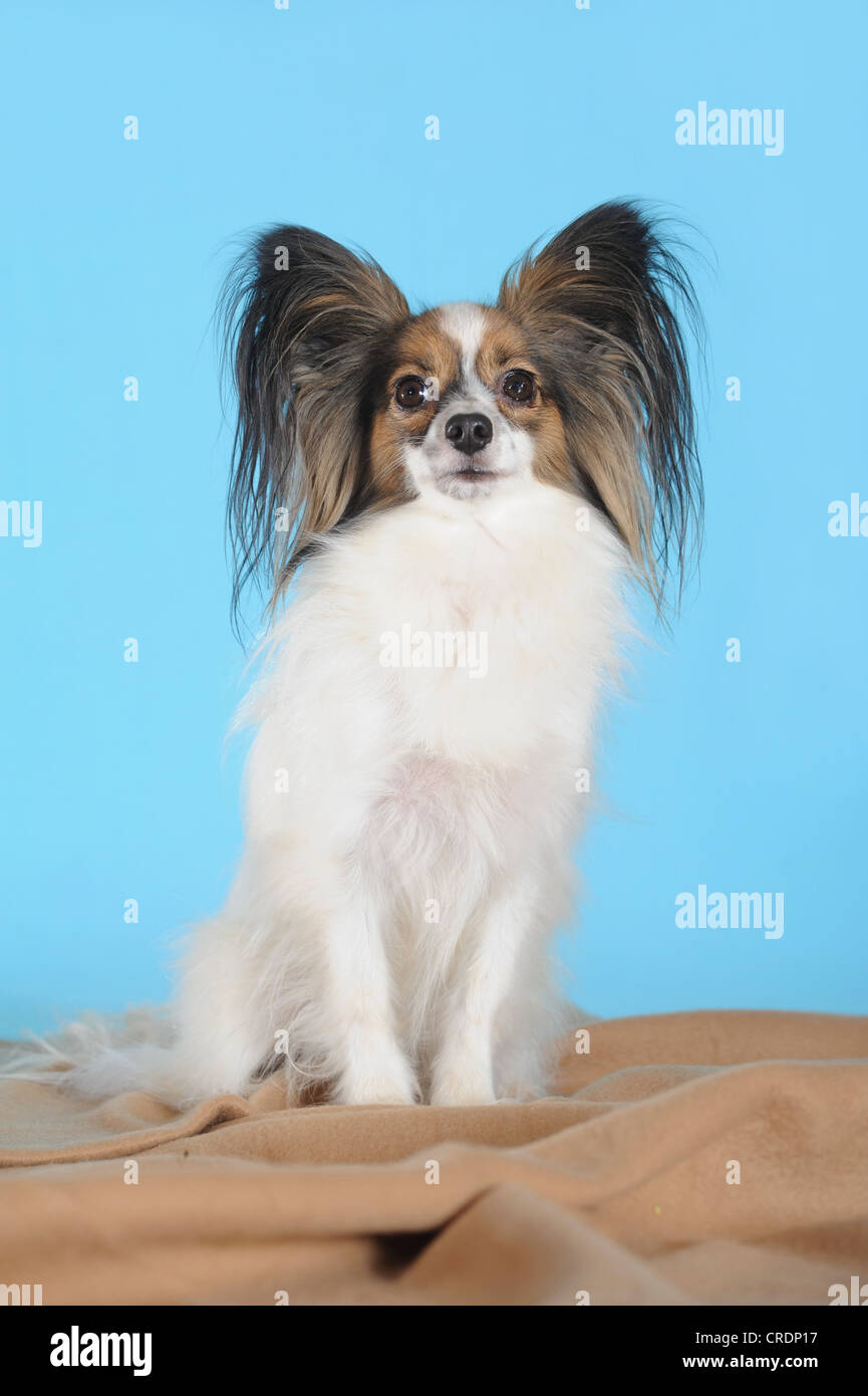 Papillon Haircuts Shaved