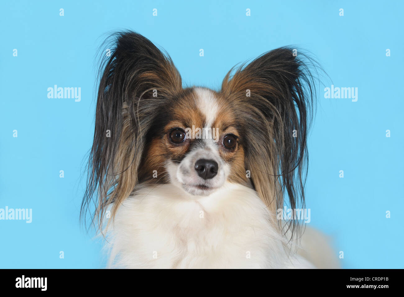 Papillon hi-res stock photography and images - Alamy
