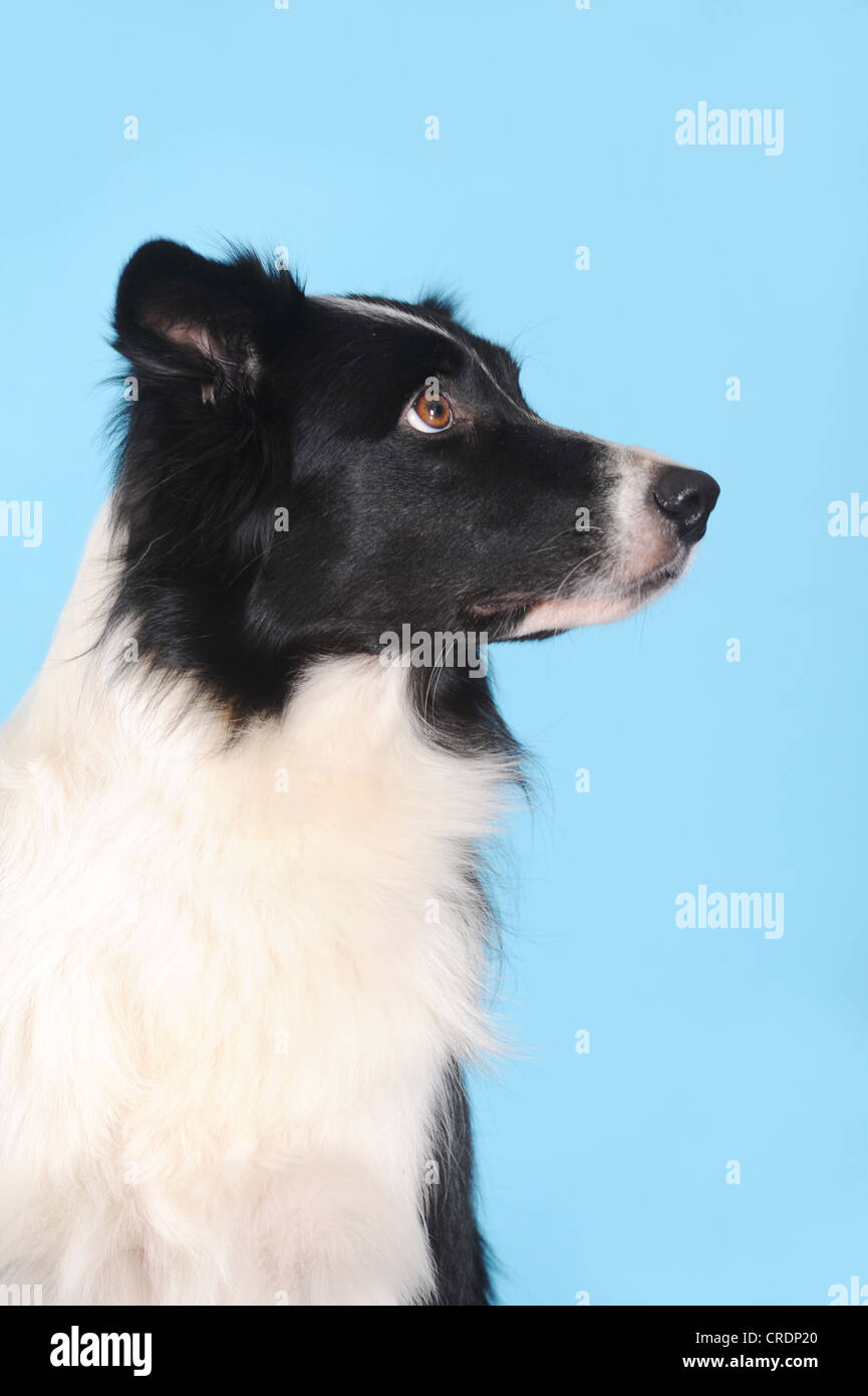 Border collie face profile hi-res stock photography and images - Alamy