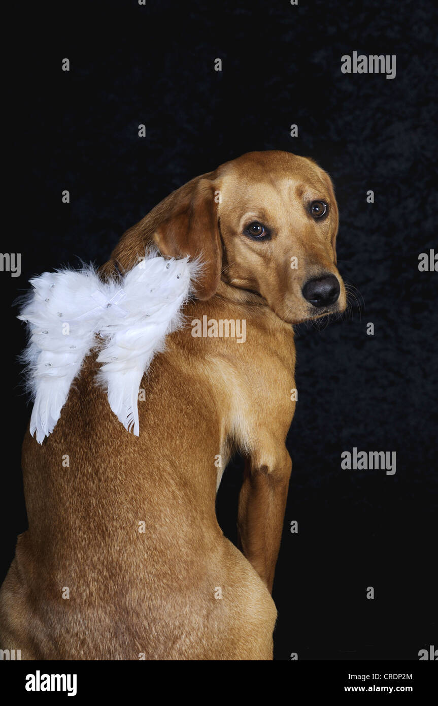 Yellow Labrador Retriever bitch sitting with angel wings Stock Photo ...