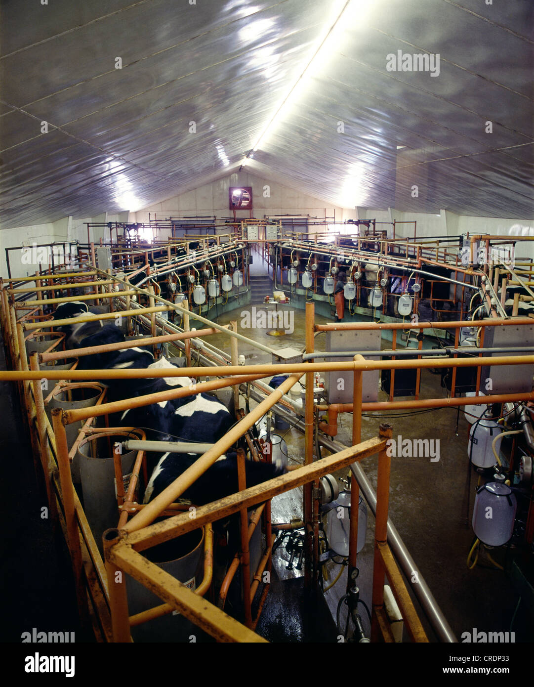 Cow milking carousel hi-res stock photography and images - Alamy