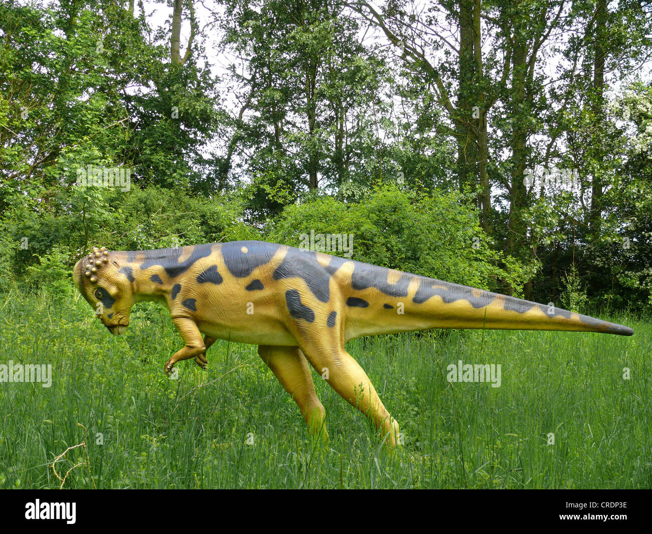 Thick Headed Lizard, Thick-Headed-Lizard (Pachycephalosaurus), during ...