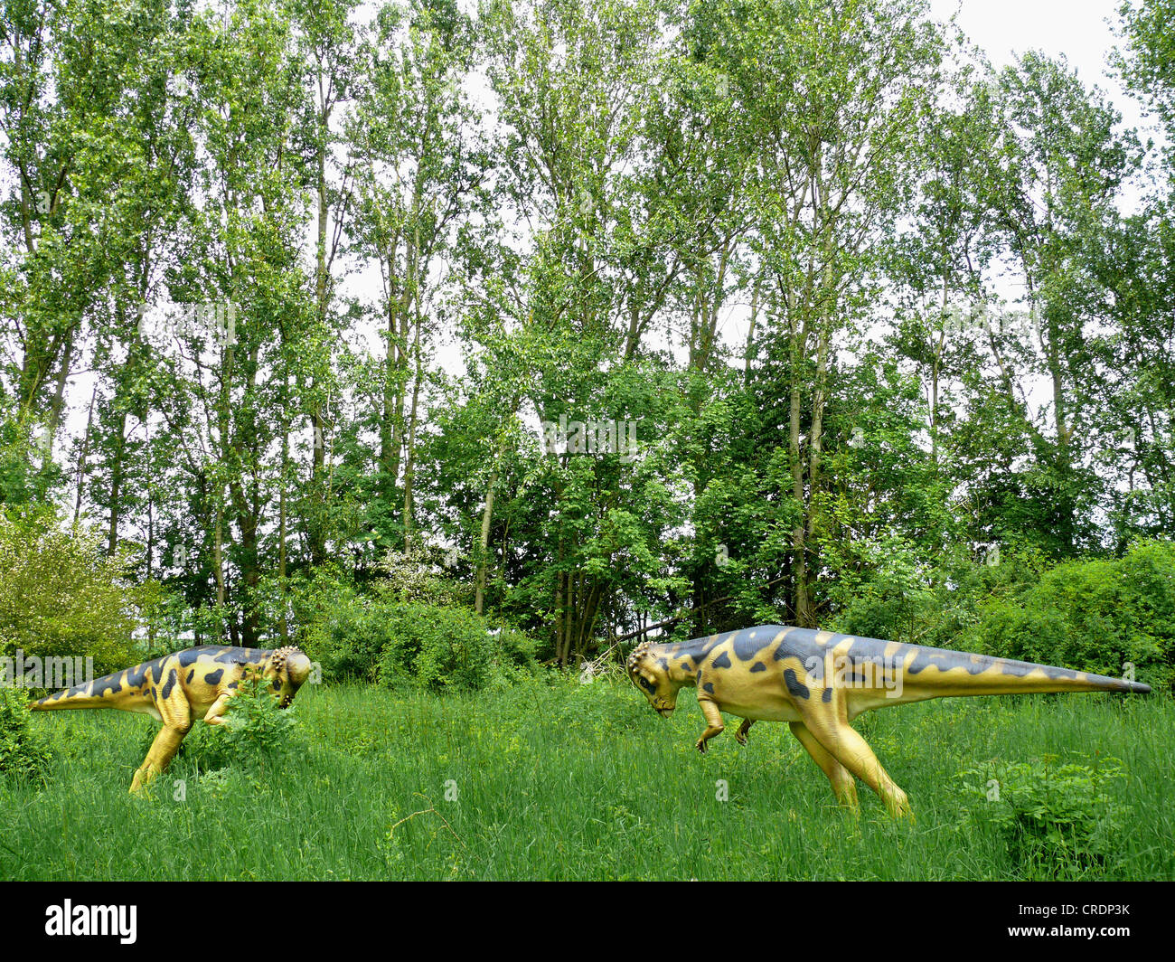 Thick Headed Lizard, Thick-Headed-Lizard (Pachycephalosaurus), during ...