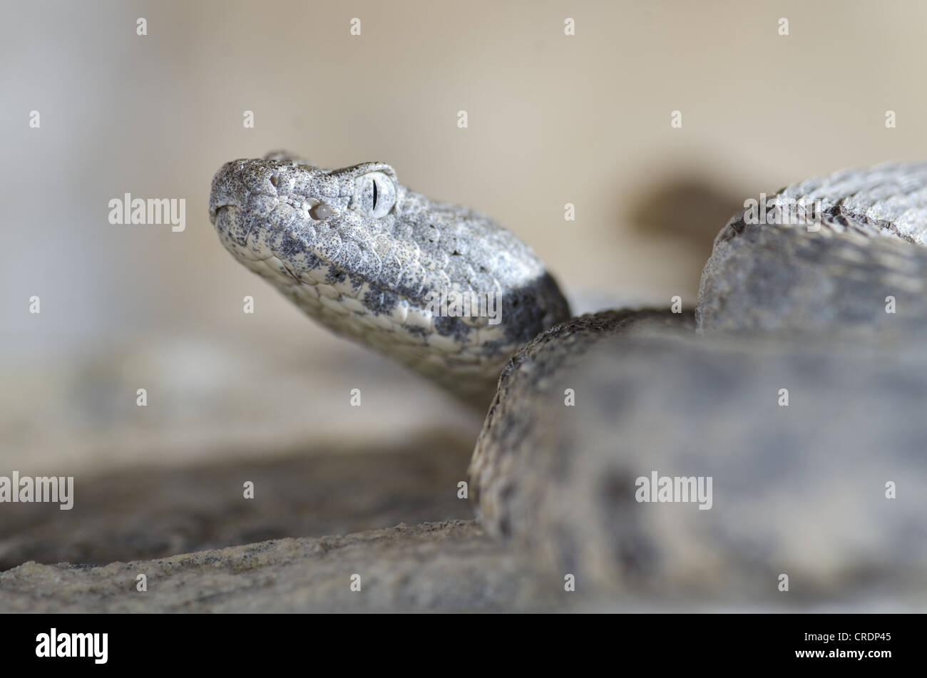Mottled Rock Rattlesnake, (Crotalus lepidus lepidus), Juno Road, Val ...