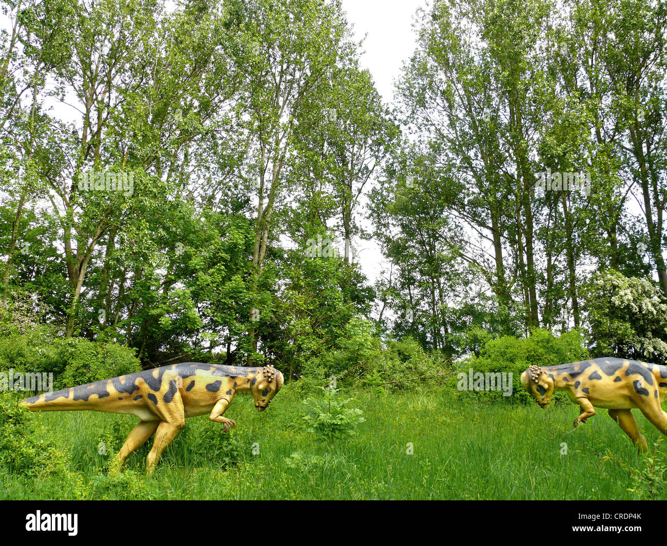 Thick Headed Lizard, Thick-Headed-Lizard (Pachycephalosaurus), during ...