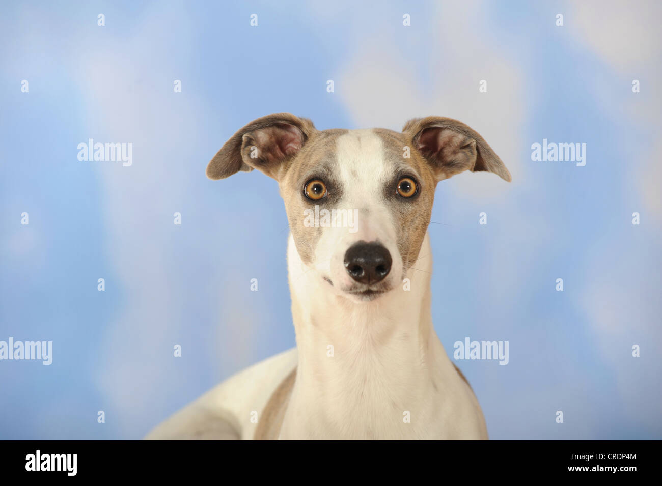 Whippets breeds hi-res stock photography and images - Alamy