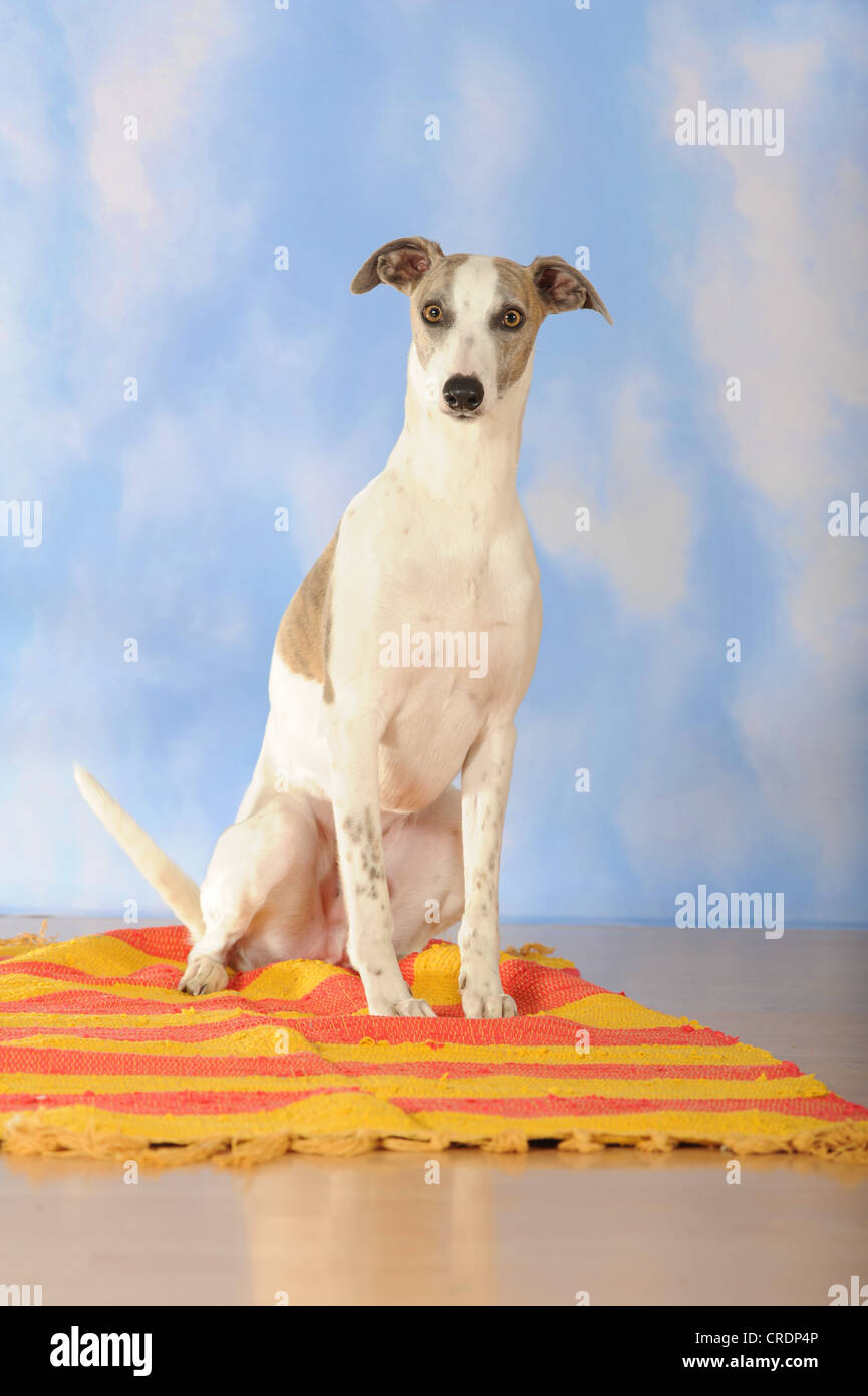 Whippet dog hi-res stock photography and images - Alamy