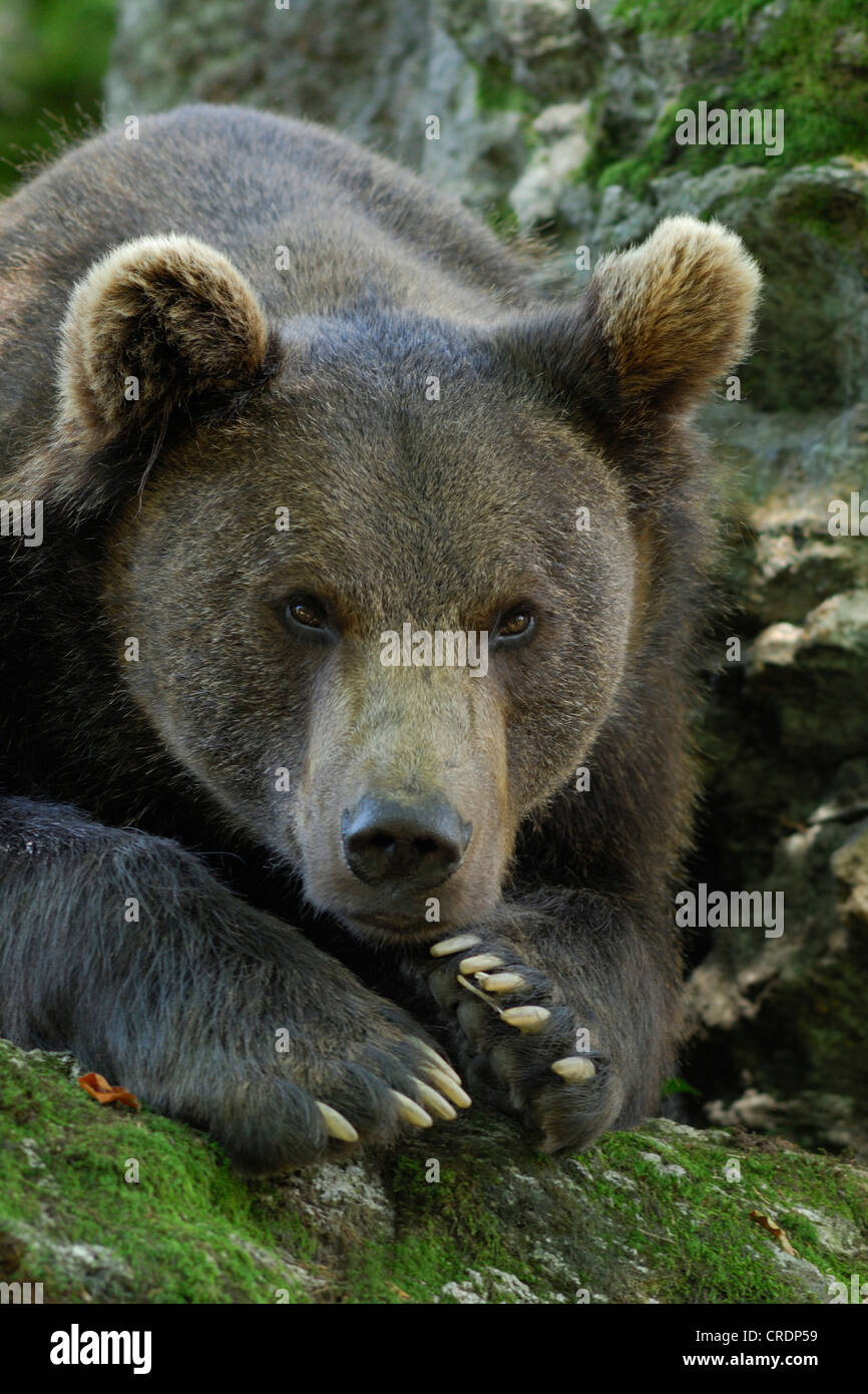 Face and forepaws hi-res stock photography and images - Alamy