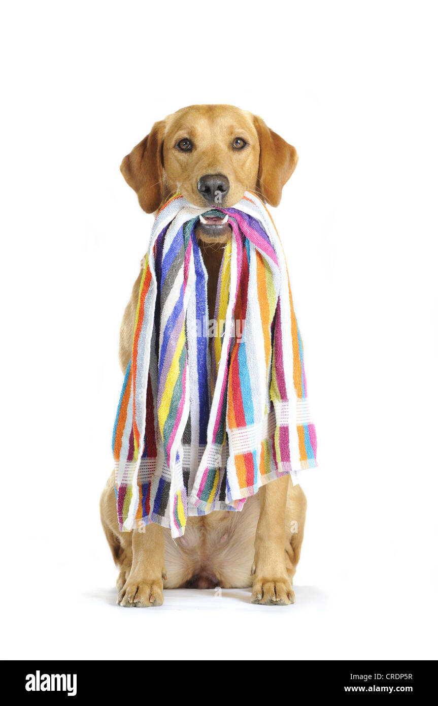 Yellow Labrador Retriever bitch sitting and holding a striped beach ...