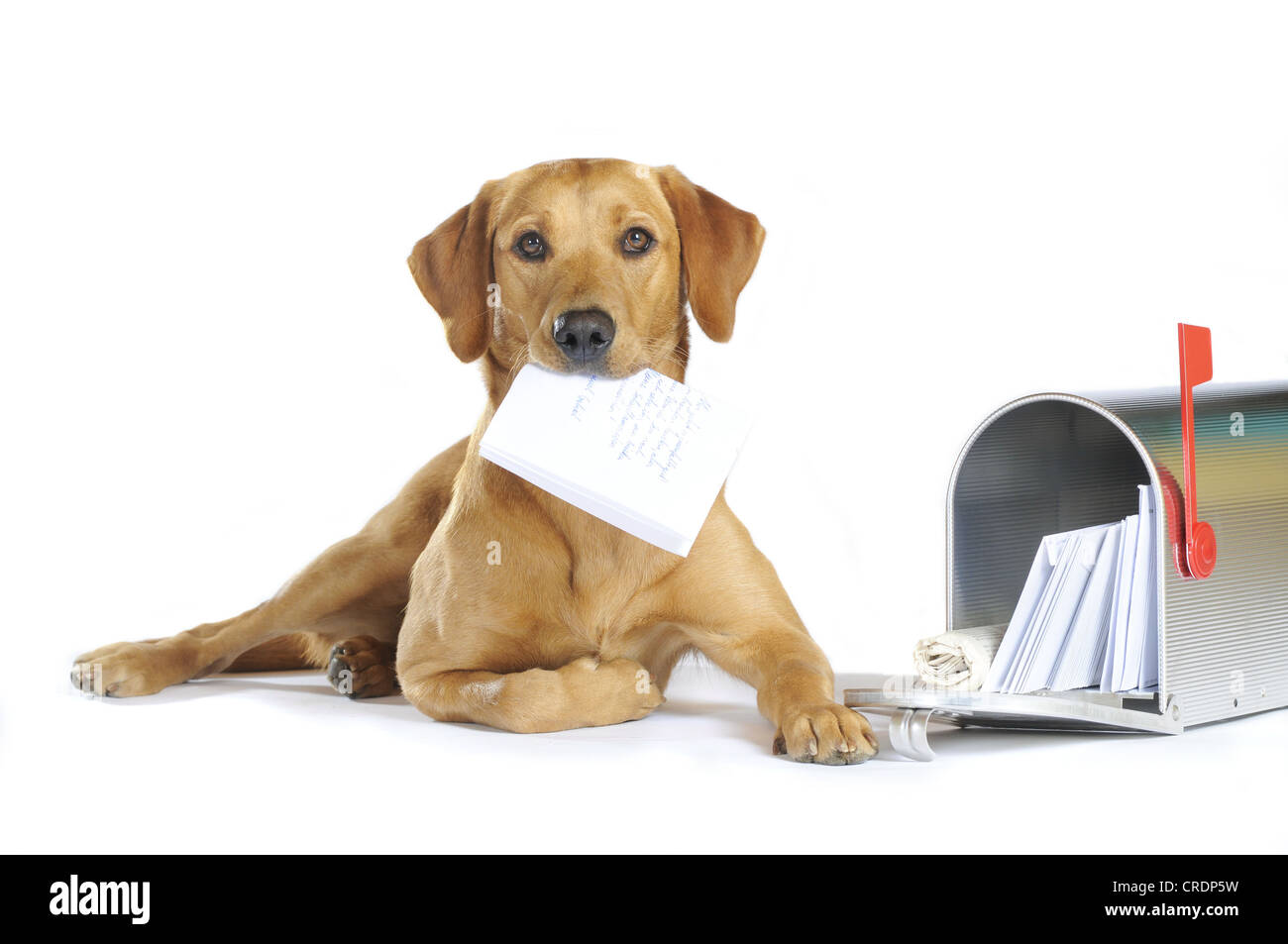 Yellow Labrador Retriever bitch lying next to a mailbox holding a ...