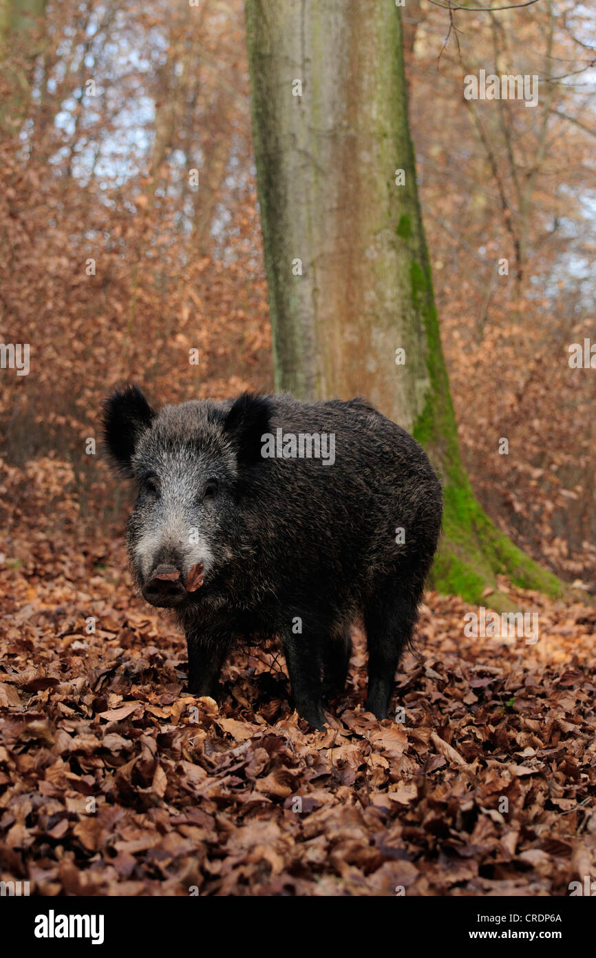 wild boar, pig, wild boar (Sus scrofa), female on the feed, Germany ...