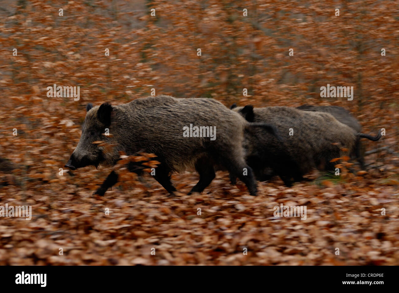 wild boar, pig, wild boar (Sus scrofa), running horde, Germany, North ...