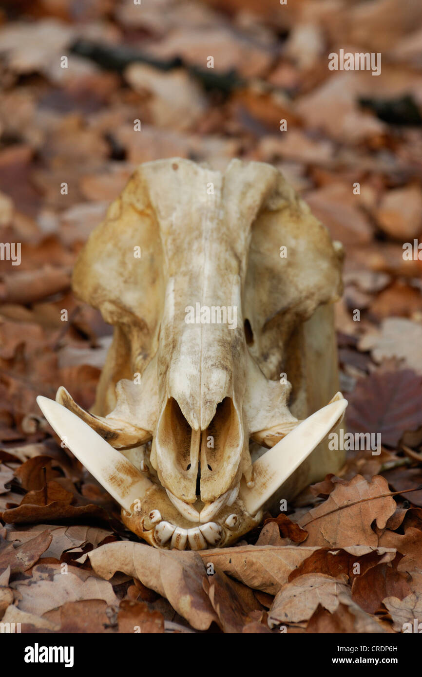 Pig skull hi-res stock photography and images - Alamy