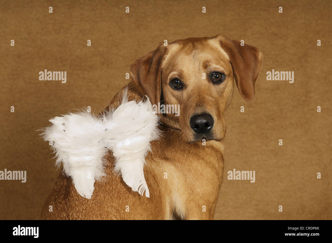 Yellow Labrador Retriever bitch wearing angel wings Stock Photo - Alamy