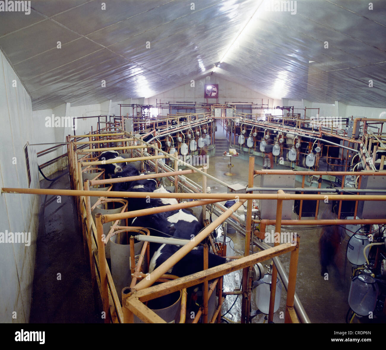24 STALL MILKING SETUP / KANSAS Stock Photo - Alamy