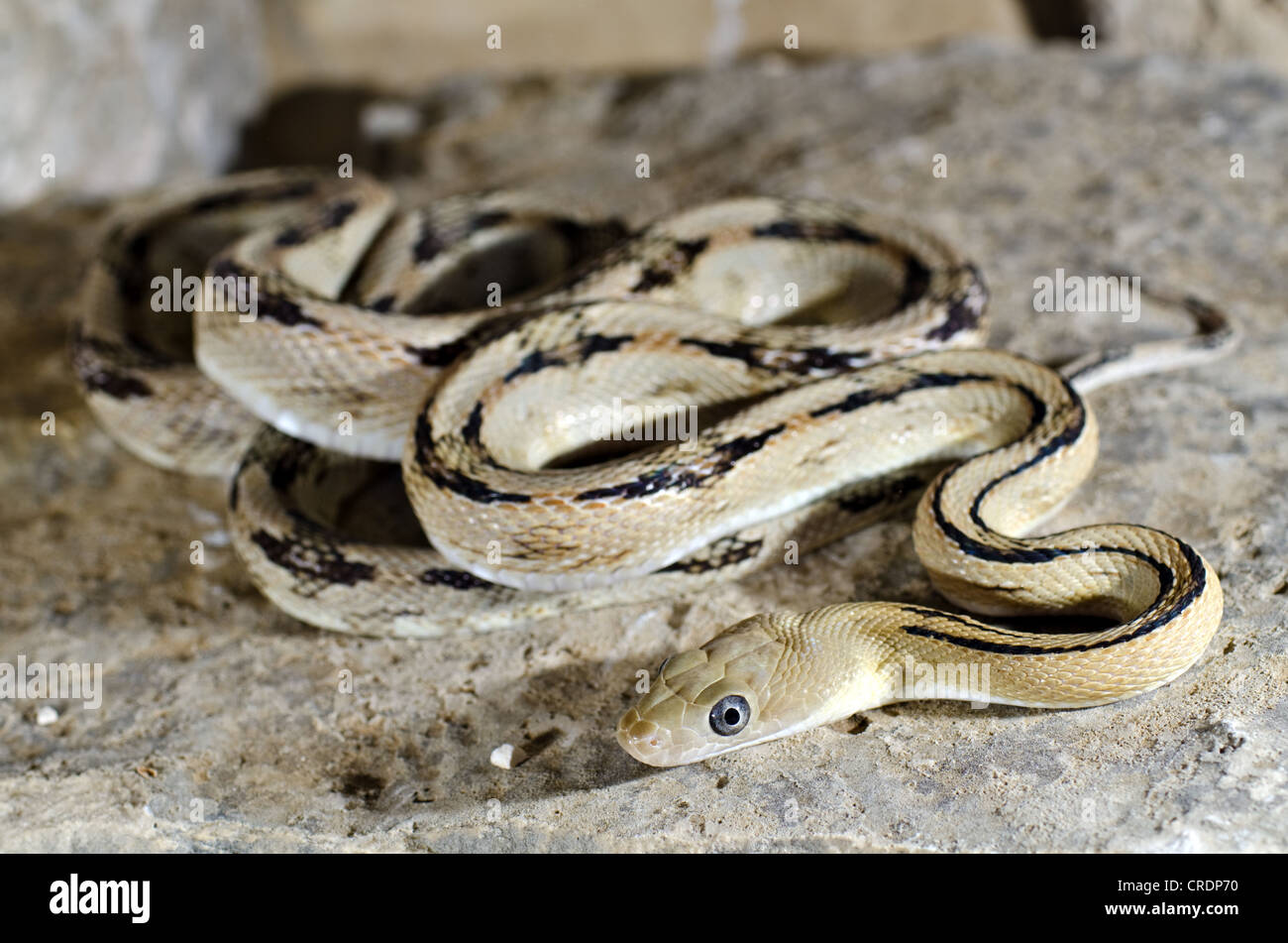Northern Trans-pecos Ratsnake, (Bogertophis subocularis), Black Gap ...