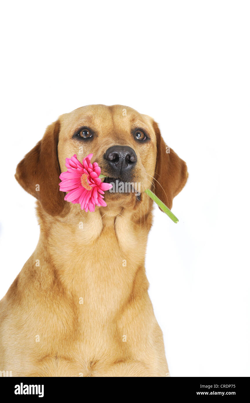 Yellow Labrador Retriever bitch, portrait, with a pink flower, gerbera ...