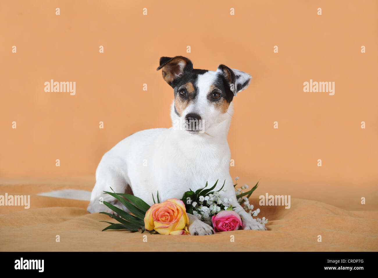 Dog next to flowers hi-res stock photography and images - Alamy