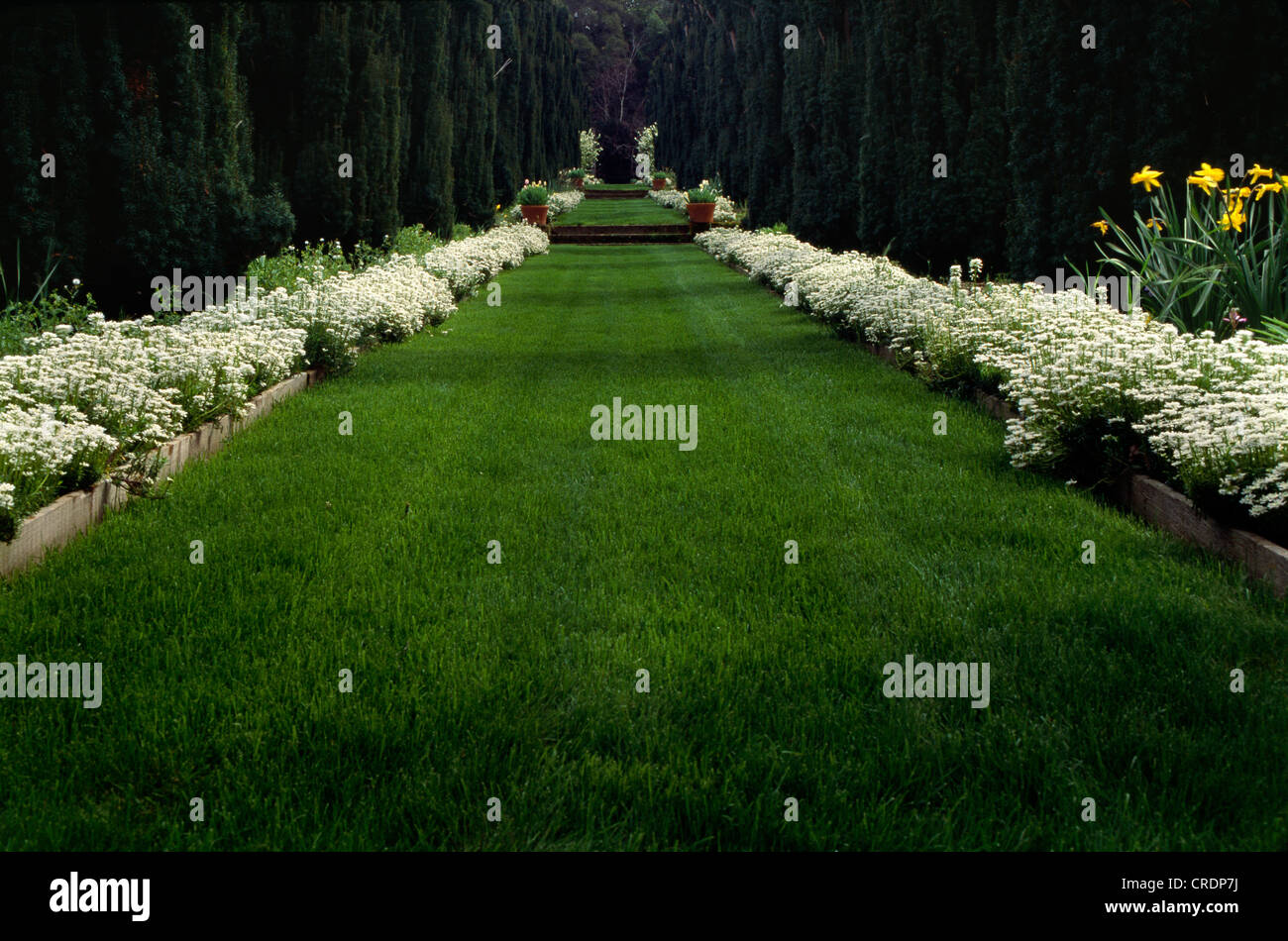 Yew allee hi-res stock photography and images - Alamy