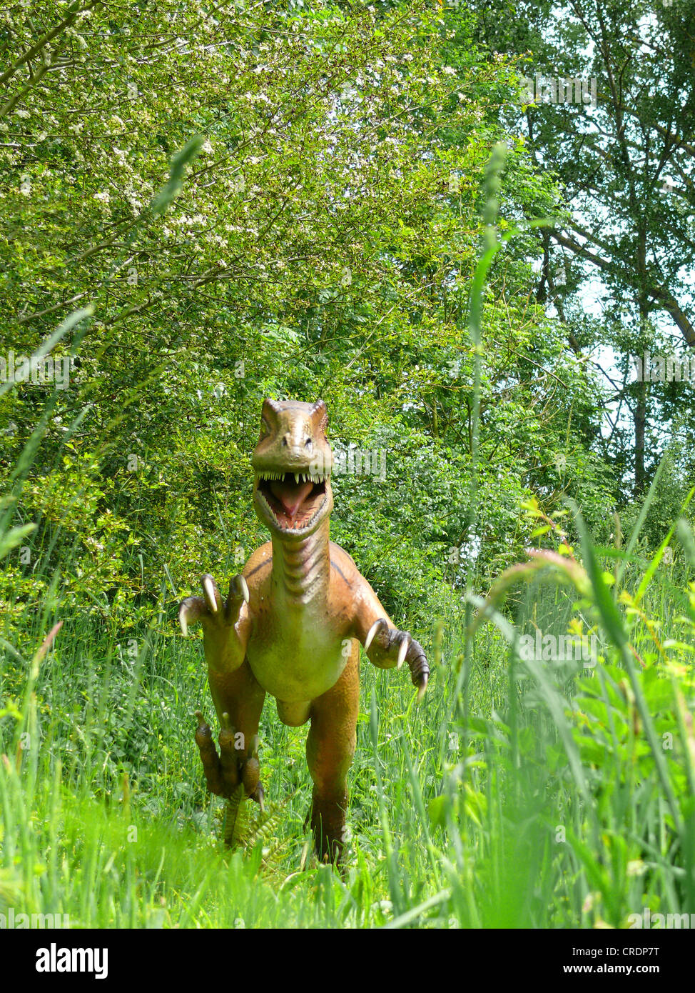 Terrible claw (Deinonychus), threatening Stock Photo - Alamy