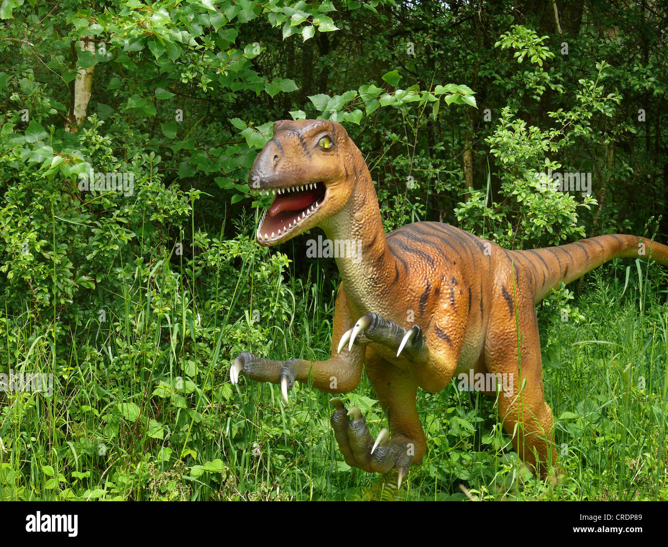 Terrible claw (Deinonychus), threatening Stock Photo - Alamy