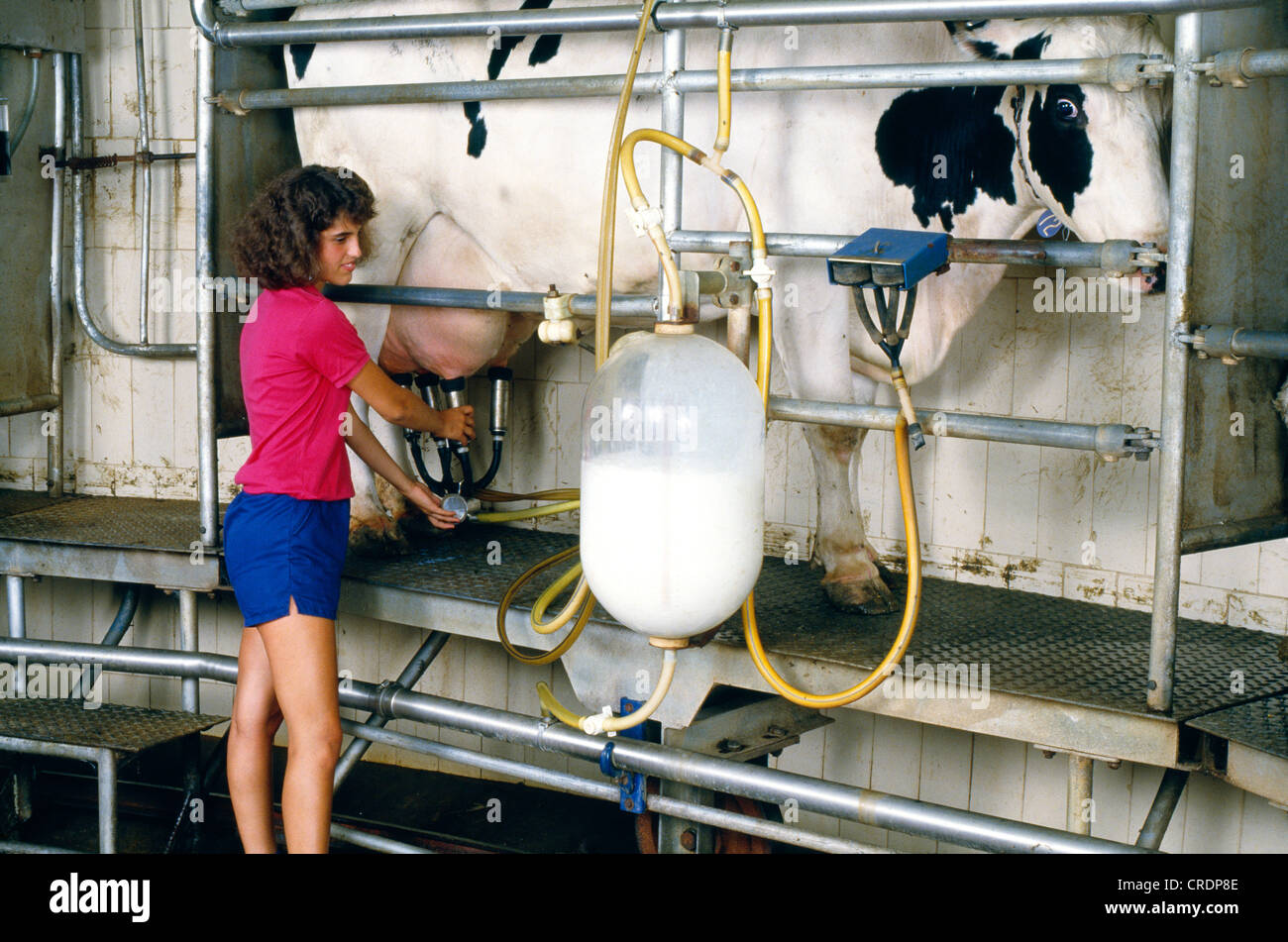 CAROUSEL MILKING PARLOR / PENNSYLVANIA Stock Photo - Alamy