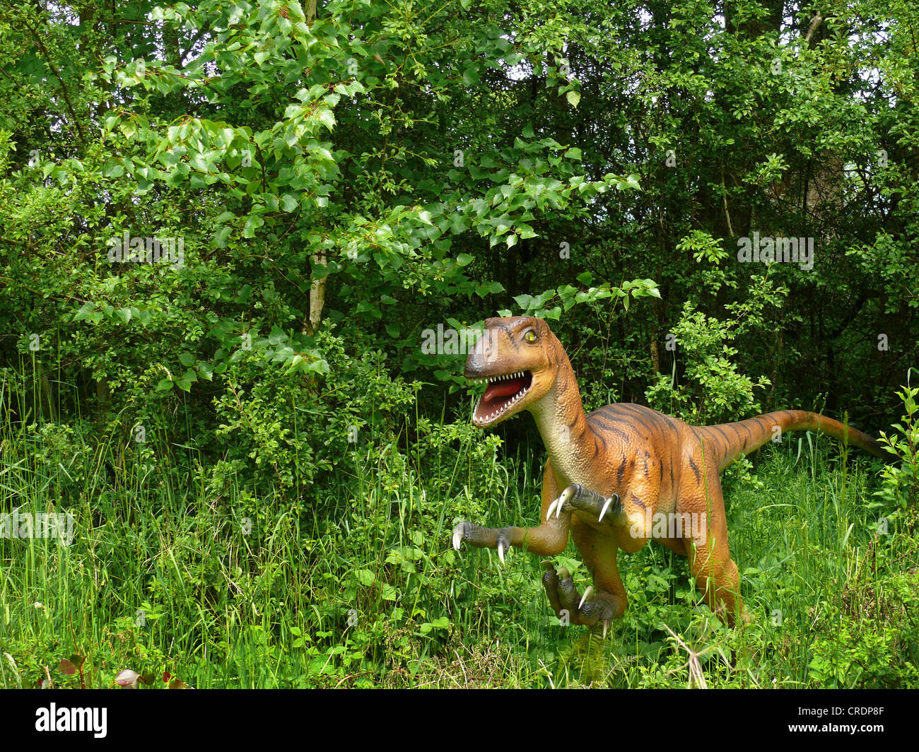 Terrible claw (Deinonychus), threatening Stock Photo - Alamy