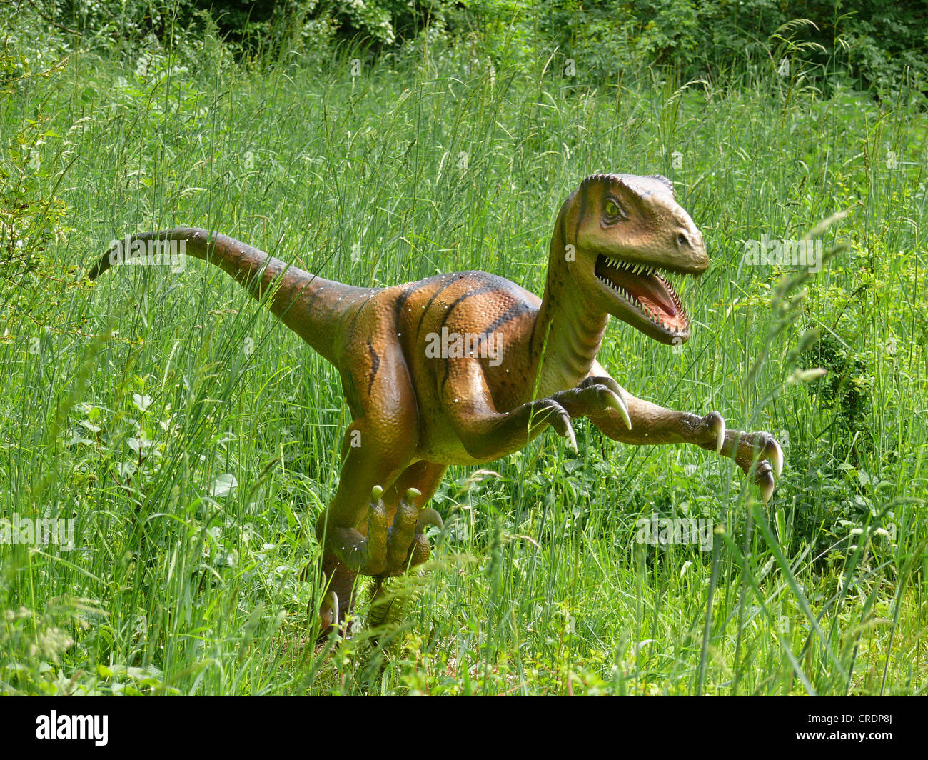 Terrible claw (Deinonychus), threatening Stock Photo - Alamy