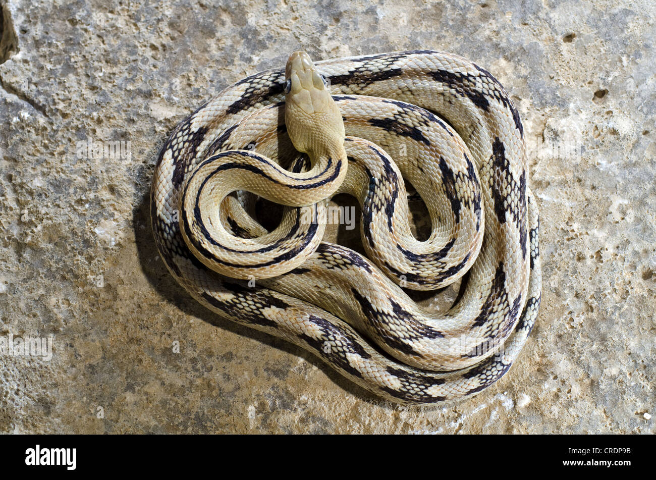 Northern Trans-pecos Ratsnake, (Bogertophis subocularis), Black Gap ...