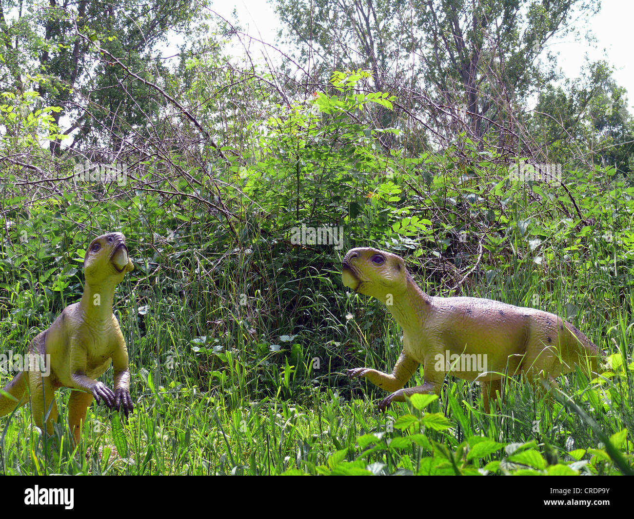 Parrot Lizard (Psittacosaurus), erect Stock Photo - Alamy