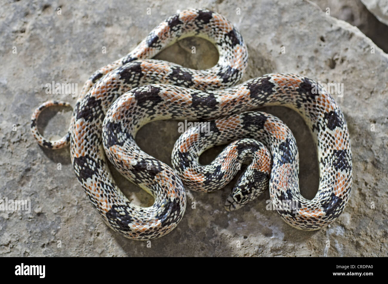 Western Long-nosed Snake, (Rhinocheilus lecontei), Black Gap Wildlife ...
