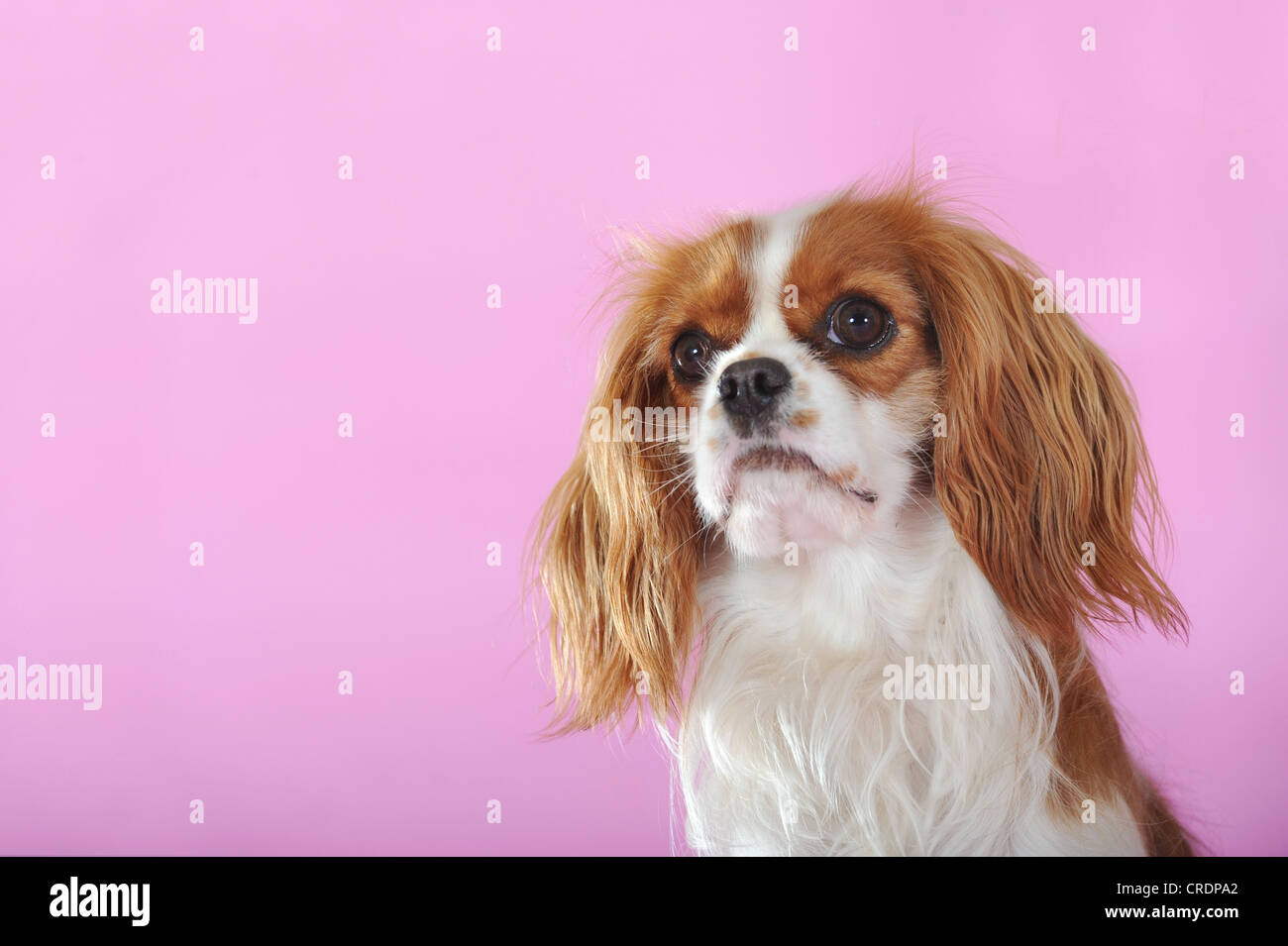 Cavalier King Charles Spaniel, Blenheim coloured, portrait Stock Photo ...