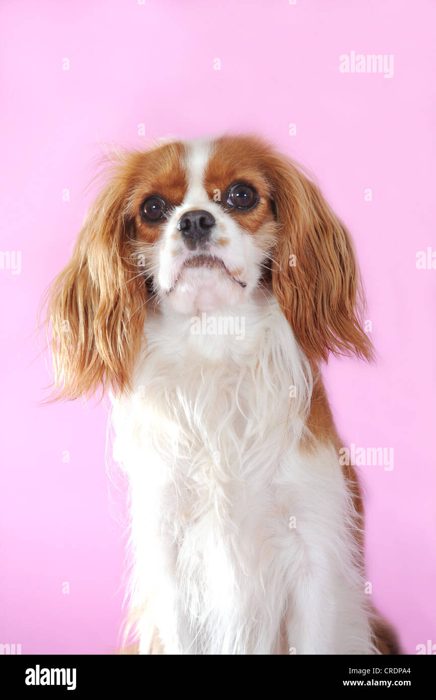 Cavalier King Charles Spaniel, Blenheim coloured, sitting Stock Photo ...