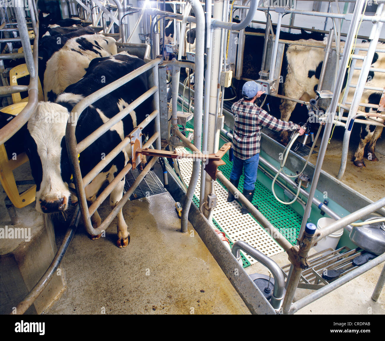 Milking pit hi-res stock photography and images - Alamy