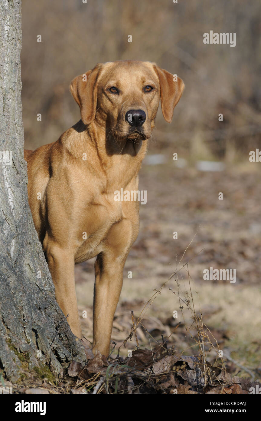 Labrador Retriever, female dog, standing next to a tree trunk Stock ...