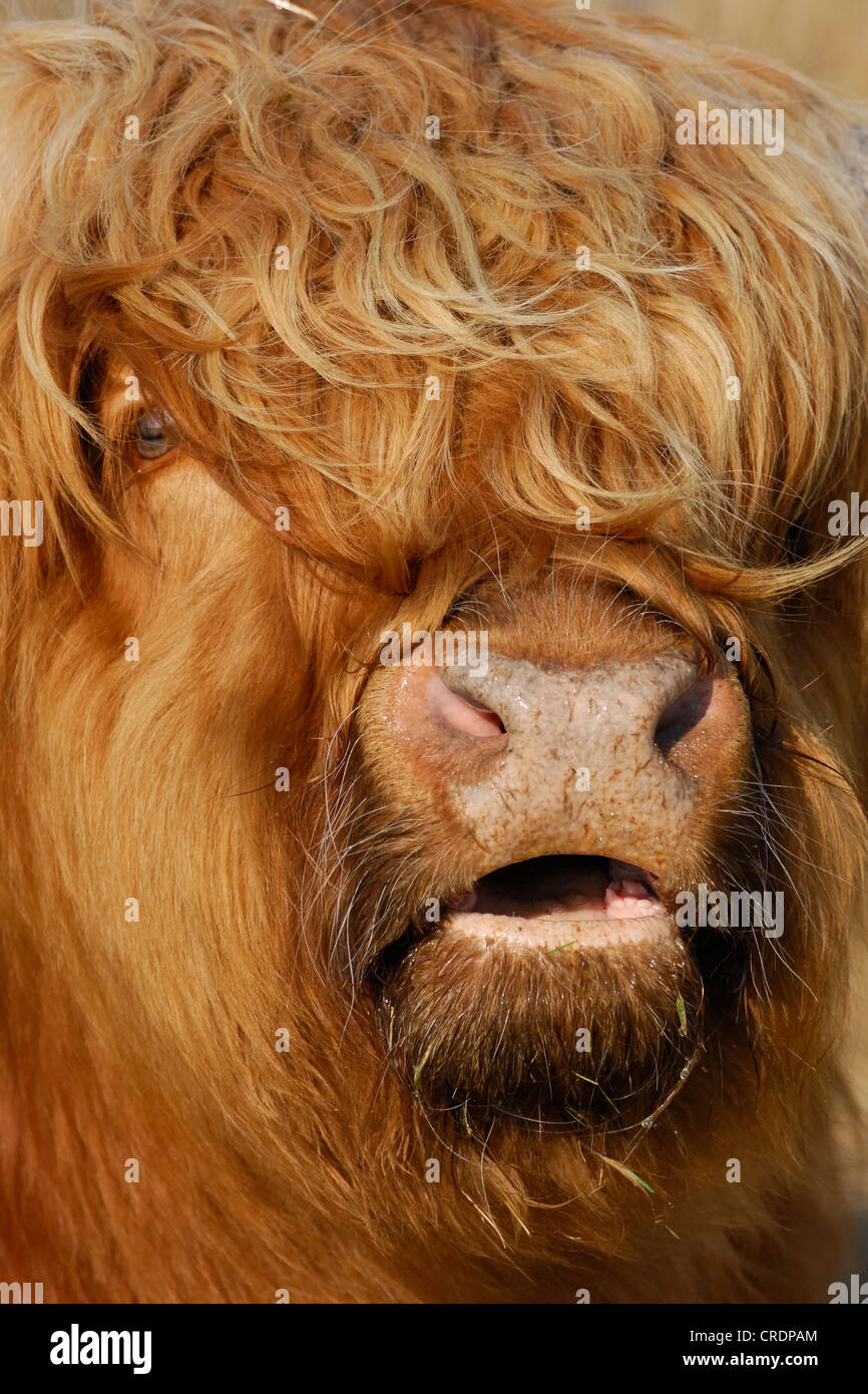 Curly haired cow hi-res stock photography and images - Alamy