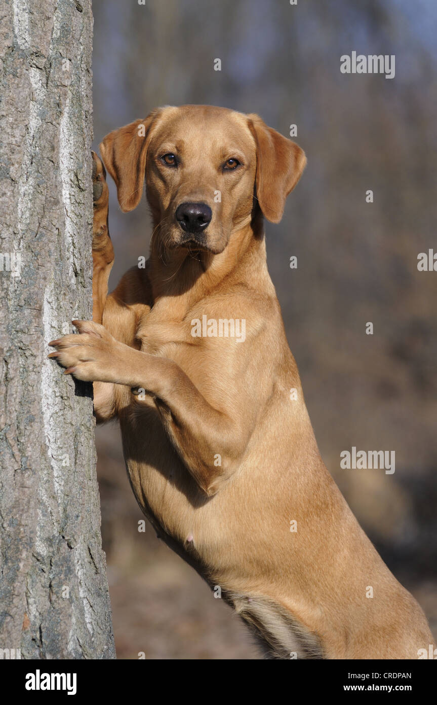 Labrador Retriever, female dog, standing erect against a tree trunk ...