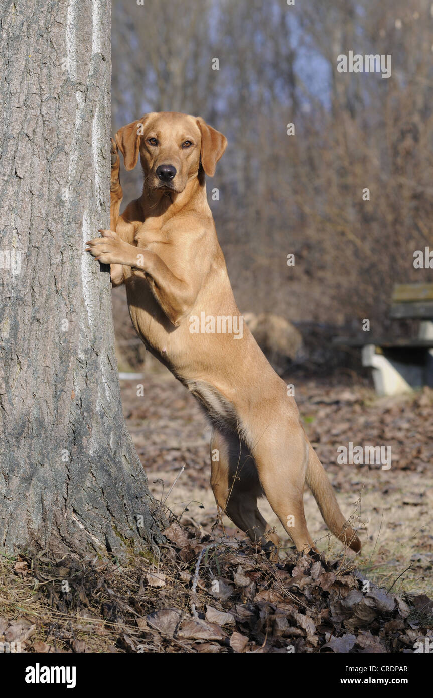 Labrador Retriever, female dog, standing erect against a tree trunk ...