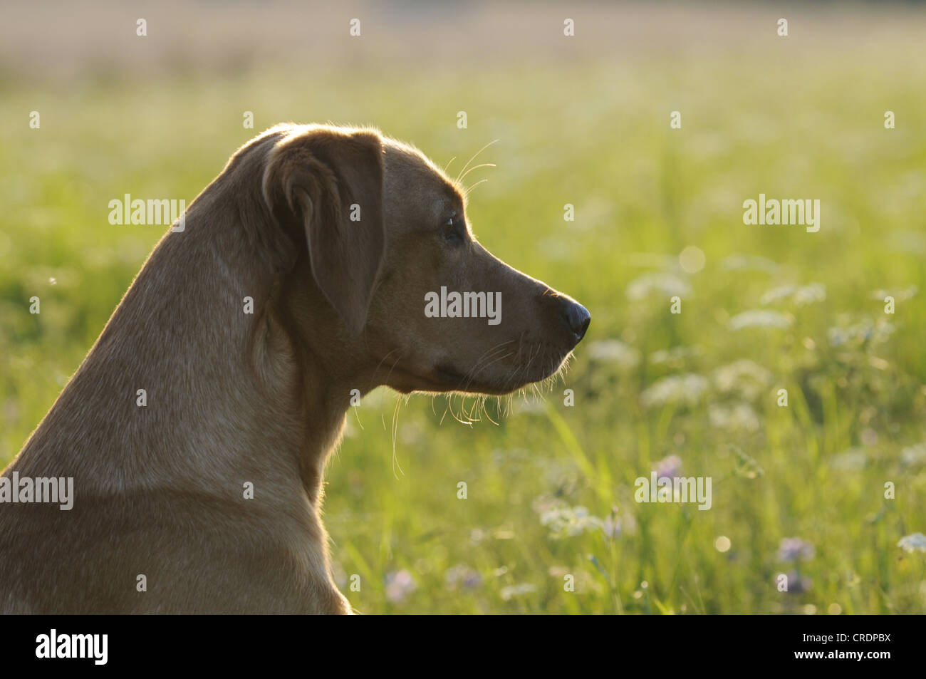 Labrador Retriever, female dog, portrait with backlighting Stock Photo ...