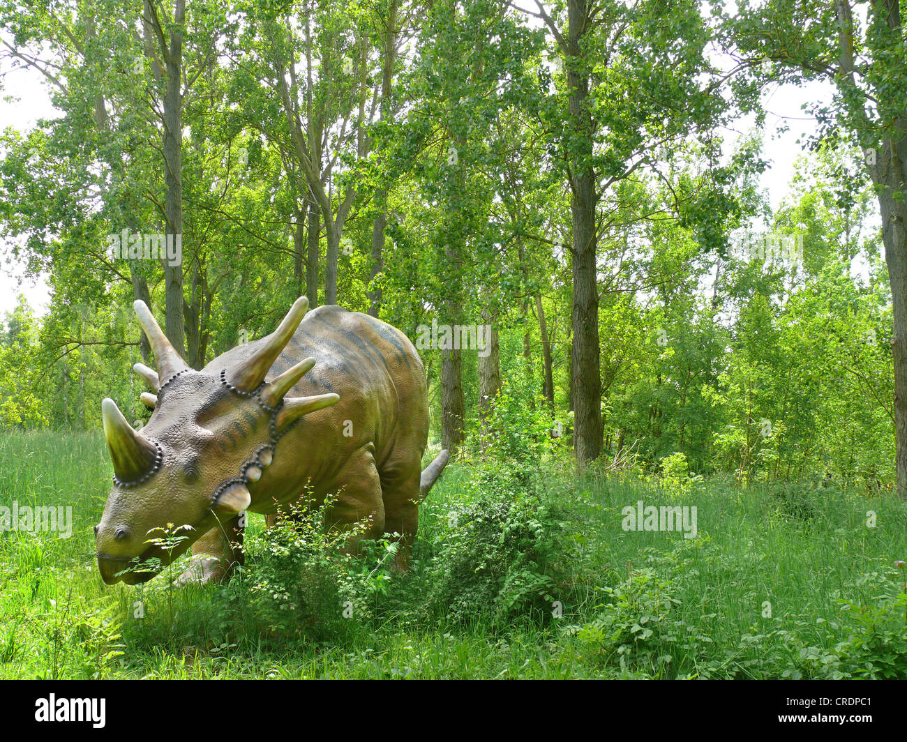Styracosaurus (Styracosaurus), standing on a clearing Stock Photo - Alamy