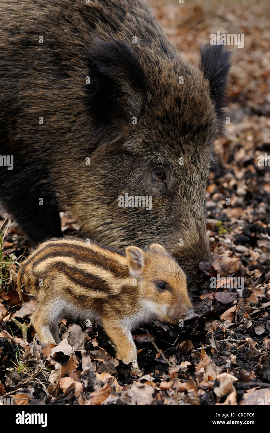 wild boar, pig, wild boar (Sus scrofa), female with young, Germany ...