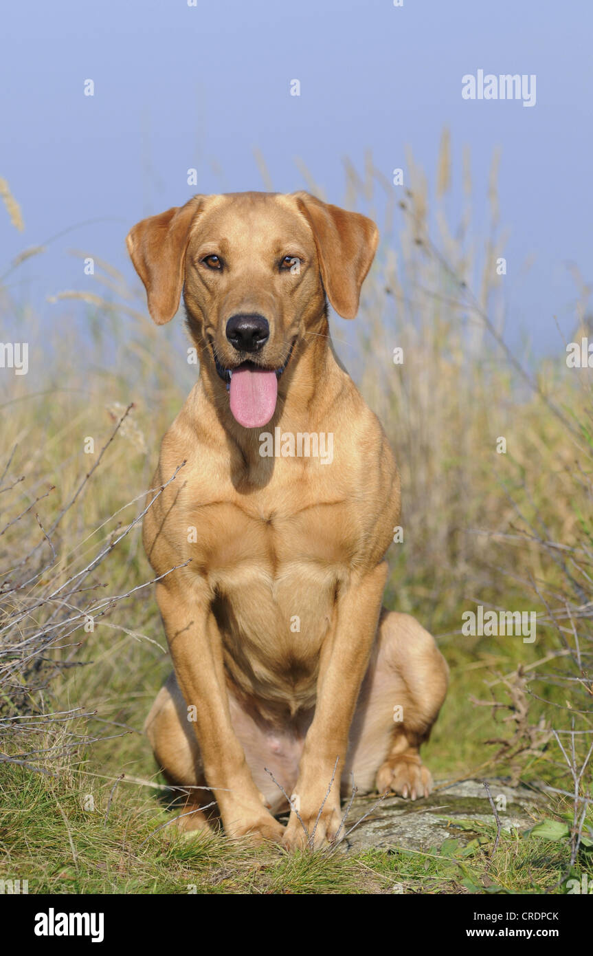 Labrador Retriever, female dog, sitting Stock Photo - Alamy