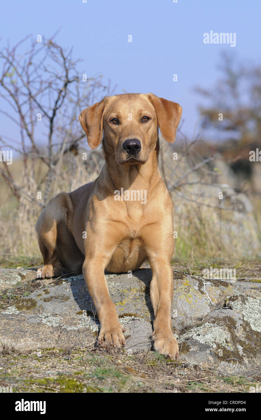 Labrador Retriever, female dog, lying on rock Stock Photo - Alamy