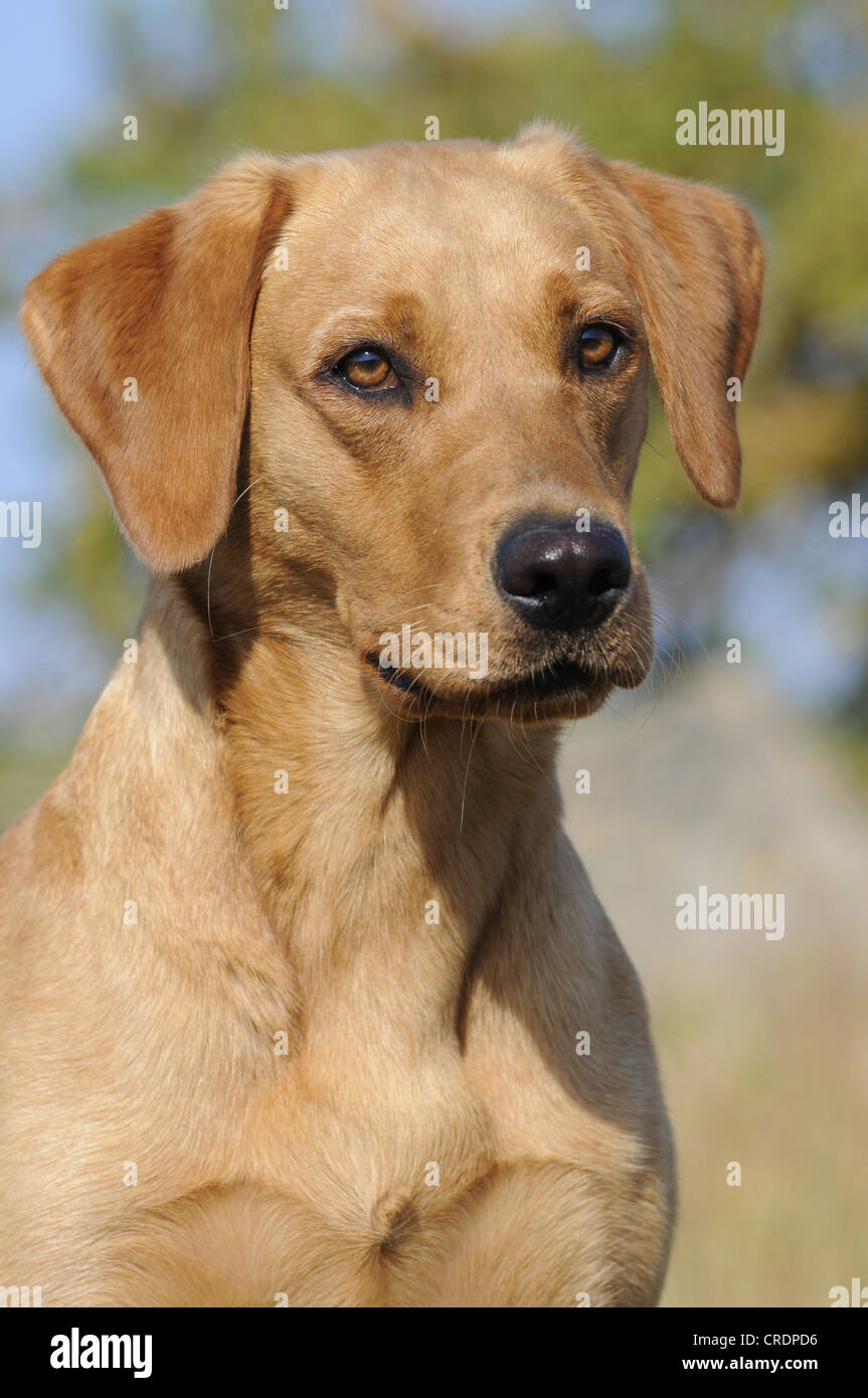 Labrador Retriever, female dog, portrait Stock Photo - Alamy