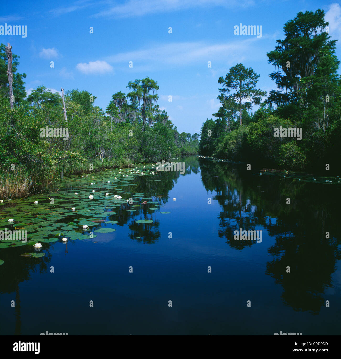 WATER LILIES AND PICKERAL WEED ALONG TYPICAL WATERWAY OF OKEFENOKEE ...