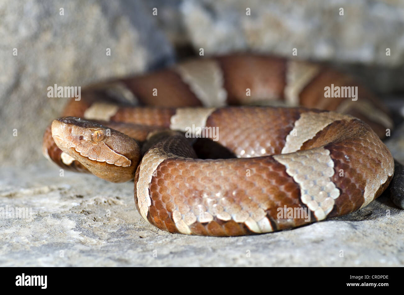 Copperhead agkistrodon contortrix pictigaster hi-res stock photography ...